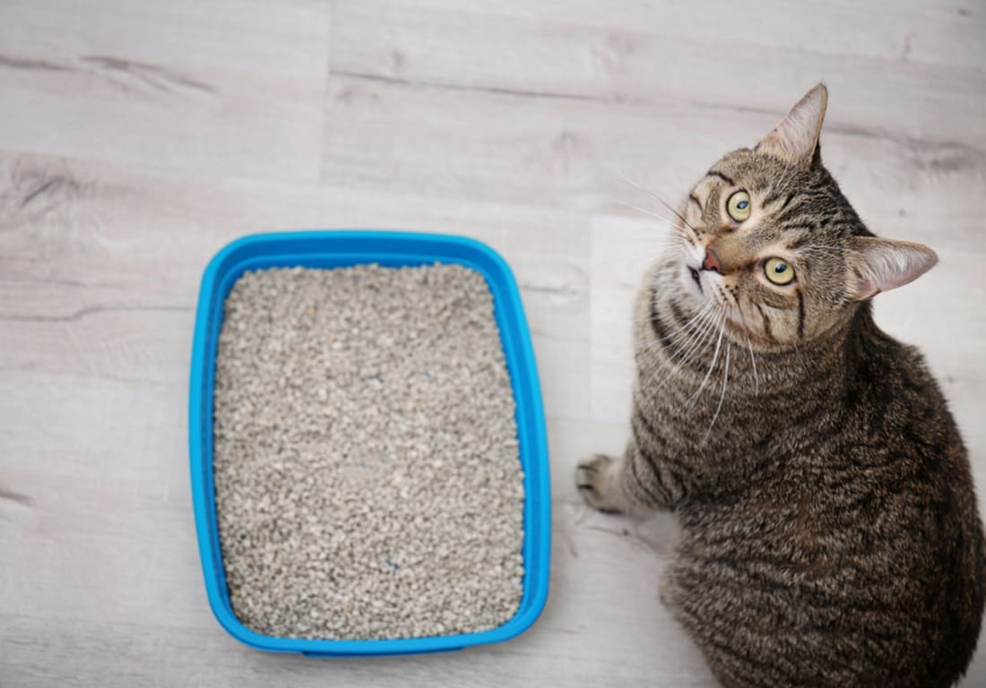 Cat Stopped Using Litter Box - X-Pipe